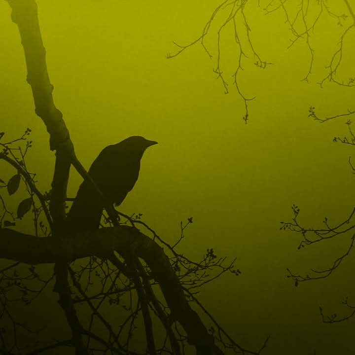 دانلود آهنگ Poison Tree Slowed از Grouper | ریتم زندگی